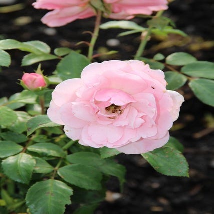 Stamroos (Rosa 'Bonica 82')