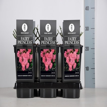 Bodembedekkende roos (Rosa 'Fairy Princess')
