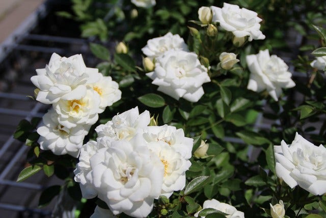 Patioroos (Rosa 'Kent') | Directplant