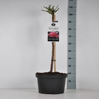 Stamroos (Rosa 'Leonardo da Vinci')