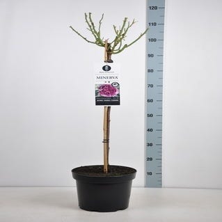 Stamroos (Rosa 'Minerva')
