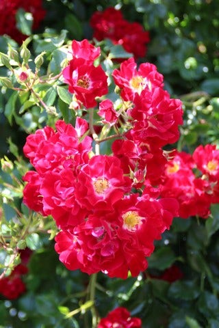 Miniklimroos (Rosa 'Rambling Rosie') | Directplant