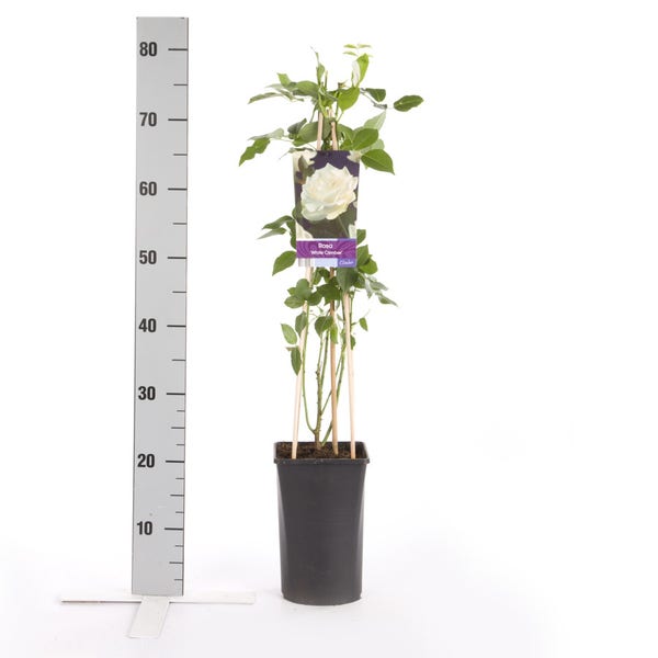 Klimroos (Rosa 'White Climber')