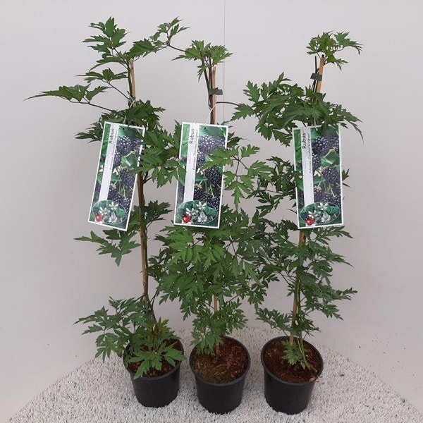 Braam (Rubus fruticosa 'Thornless Evergreen')