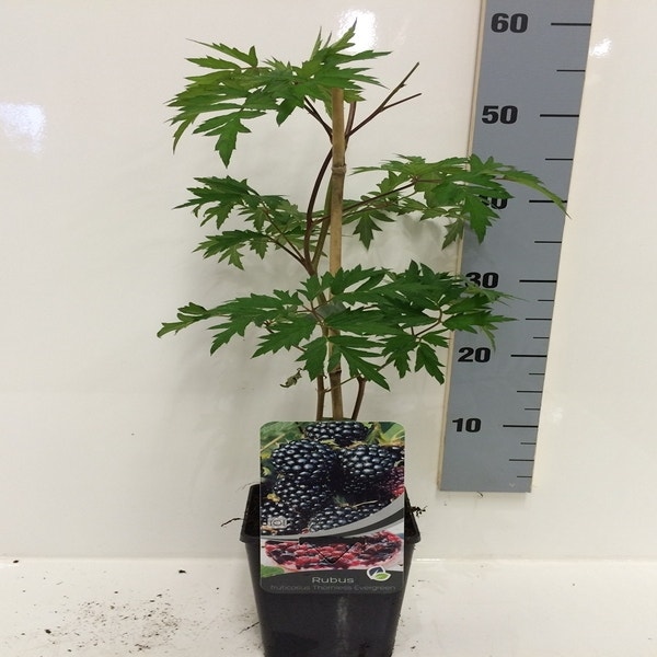 Braam (Rubus fruticosa 'Thornless Evergreen')