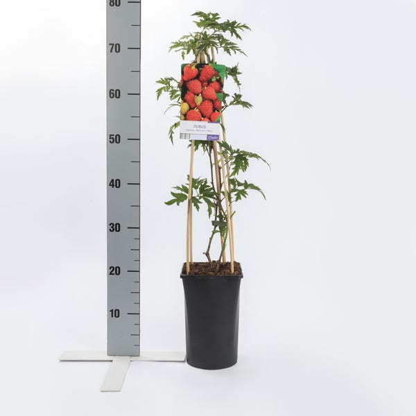 Framboos (Rubus idaeus 'Autumn Bliss')