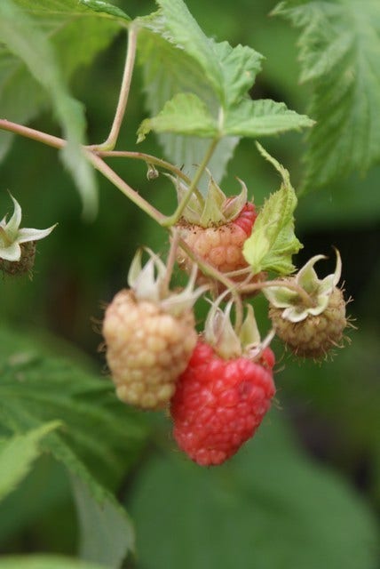 Framboos (Rubus idaeus 'Glen Ample') | Directplant