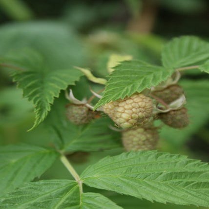 Framboos (Rubus idaeus 'Glen Ample')