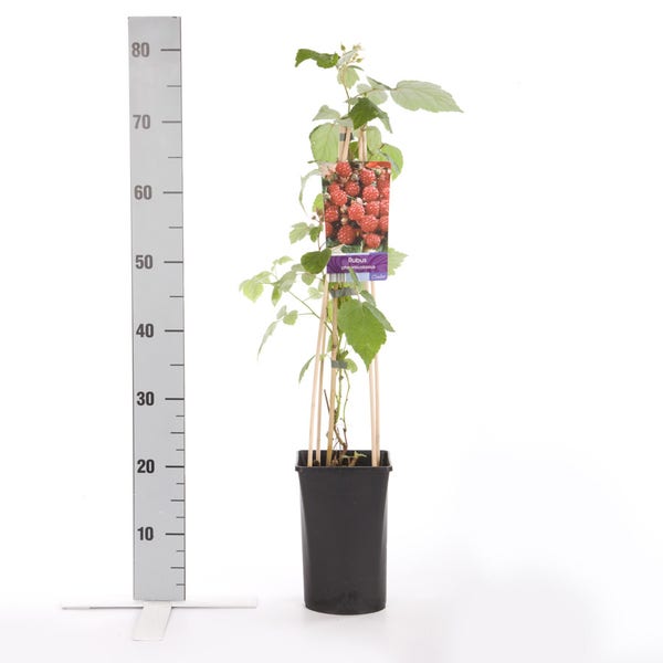 Japanse Wijnbes (Rubus phoenicolasius)