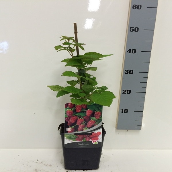 Taybes (Rubus 'Tayberry')