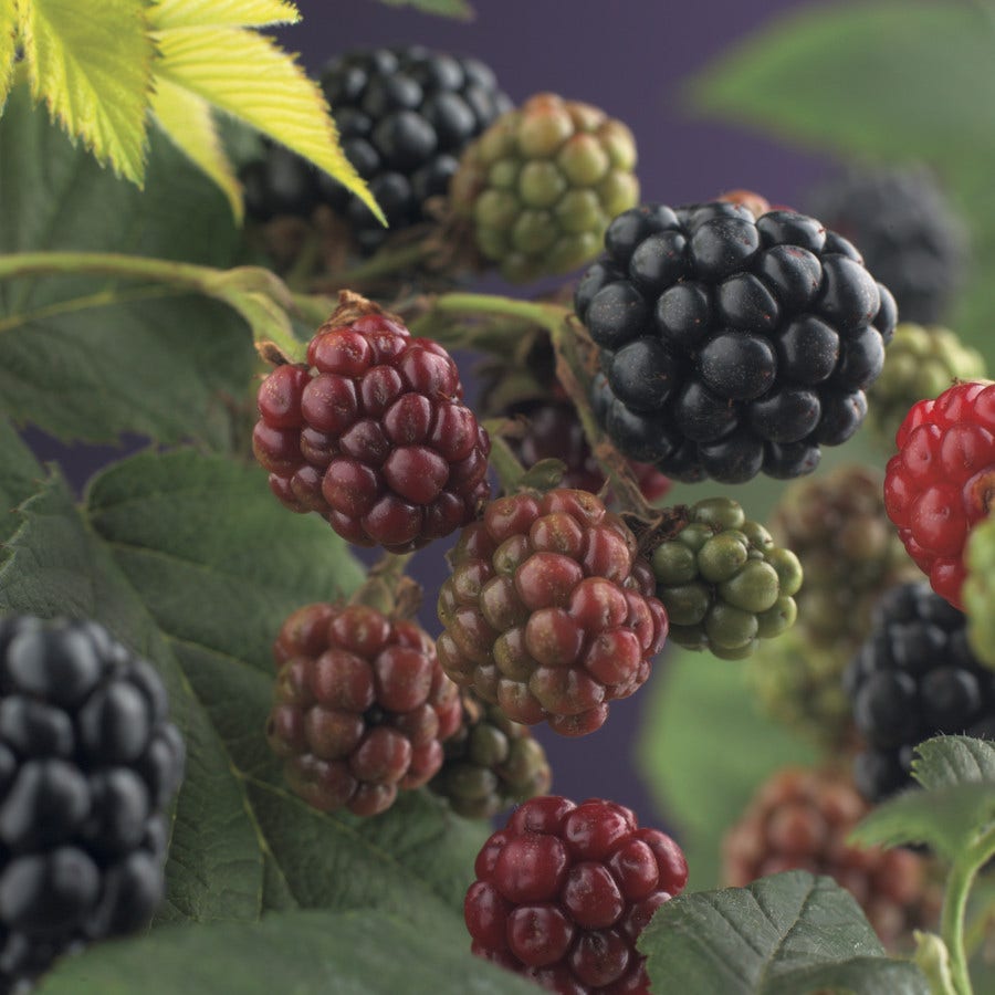 Braam (doornloos) (Rubus fruticosus 'Thornfree') | Directplant