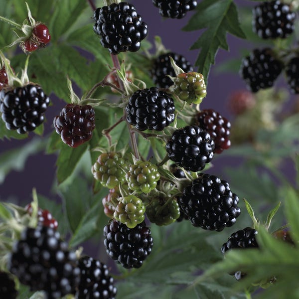 Braam (Rubus fruticosa 'Thornless Evergreen')
