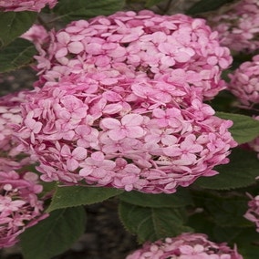 Hortensia (Hydrangea 'Ruby Annabelle')