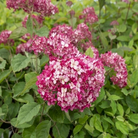 Hortensia (Hydrangea 'Ruby Annabelle')