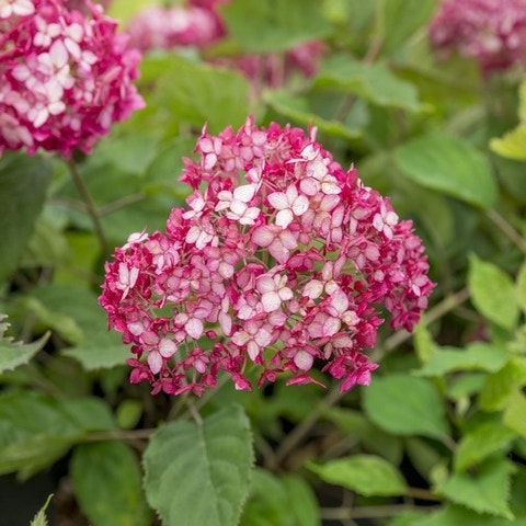 Hortensia (Hydrangea 'Ruby Annabelle')