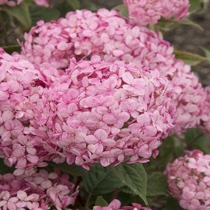 Hortensia (Hydrangea 'Ruby Annabelle')