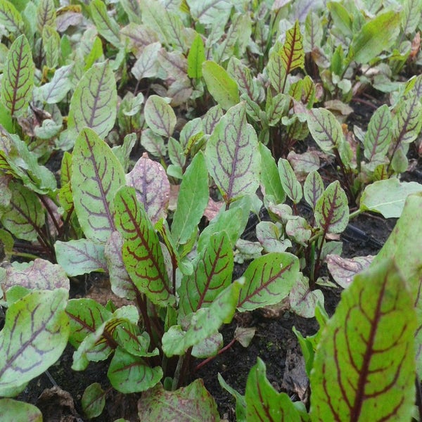 Zuring (Rumex sanguineus)