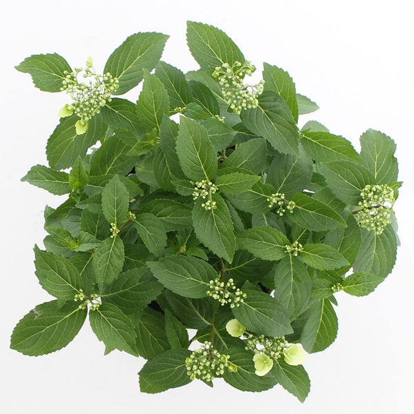 Hortensia (Hydrangea hybr. 'Runaway Bride')