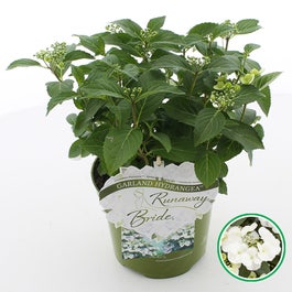 Hortensia (Hydrangea hybr. 'Runaway Bride') | Directplant