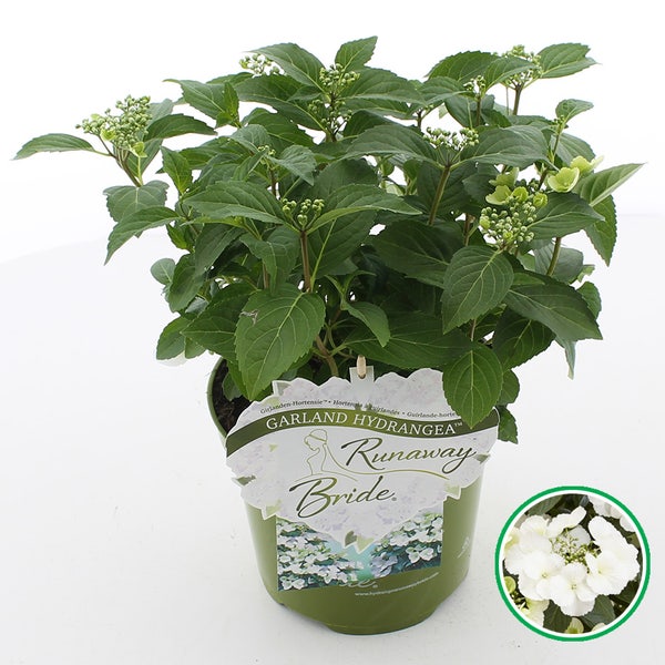 Hortensia (Hydrangea hybr. 'Runaway Bride')