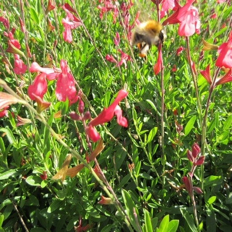 Salie (Salvia greggii 'Lipstick')