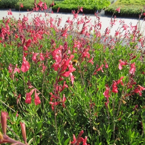 Salie (Salvia greggii 'Lipstick')