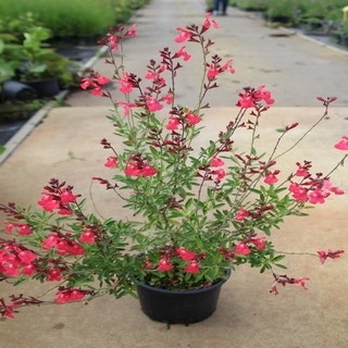 Salie (Salvia greggii 'Lipstick')