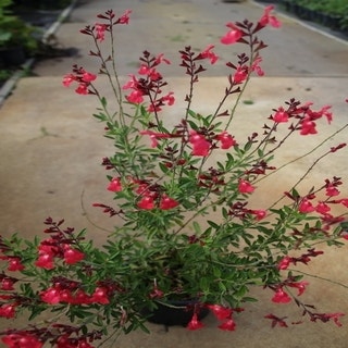 Salie (Salvia greggii 'Lipstick')