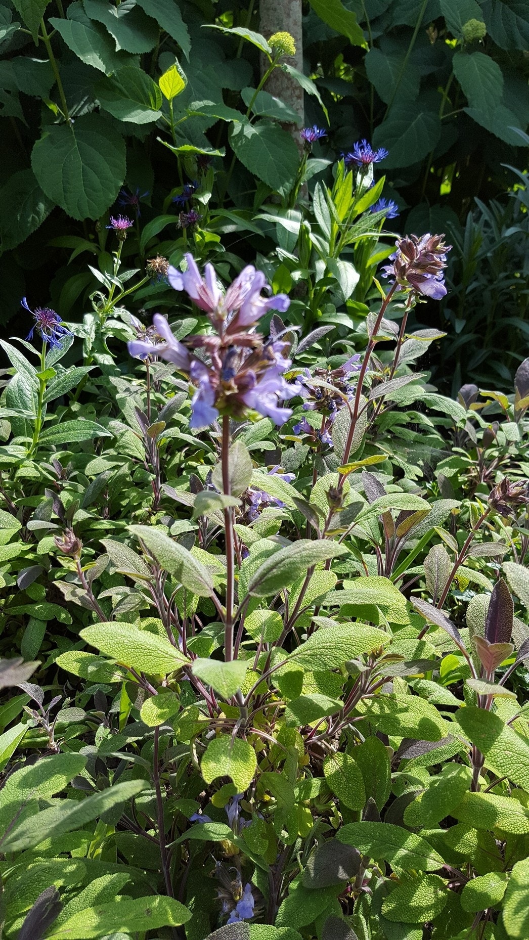 Salie (Salvia officinalis 'Purpurascens') | Directplant