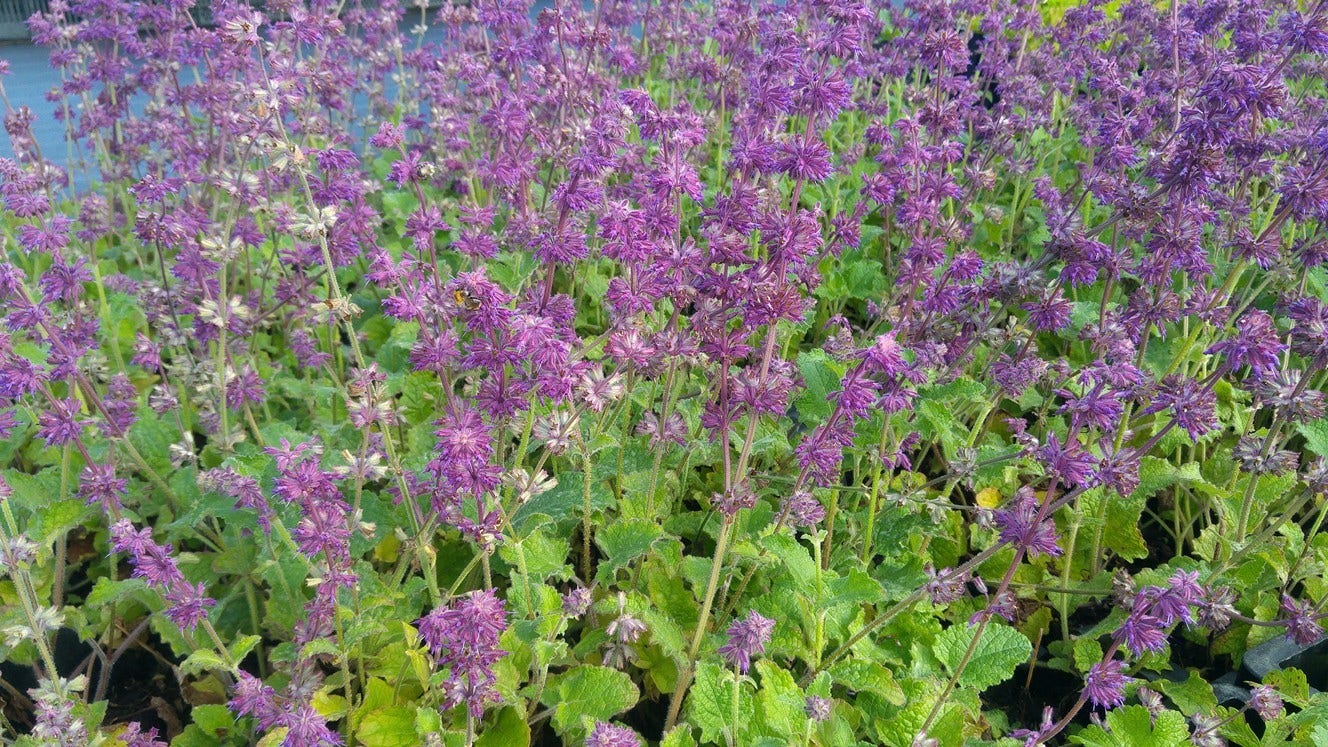 Salie (Salvia verticillata 'Purple Rain') | Directplant