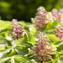 Rode kastanje op stam (Aesculus pavia 'Discolor')