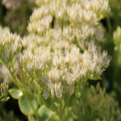 Vetkruid (Sedum spectabile 'Iceberg')