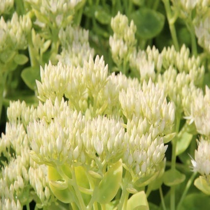 Vetkruid (Sedum spectabile 'Iceberg') | Directplant