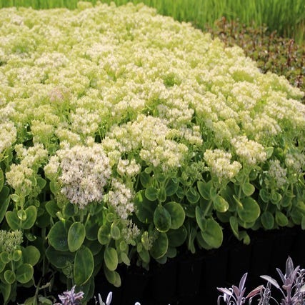 Vetkruid (Sedum spectabile 'Iceberg')