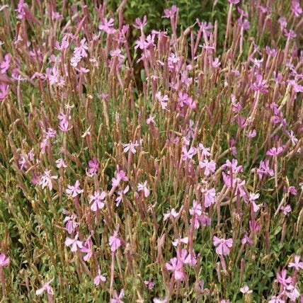 Lijmkruid (Silene schafta)