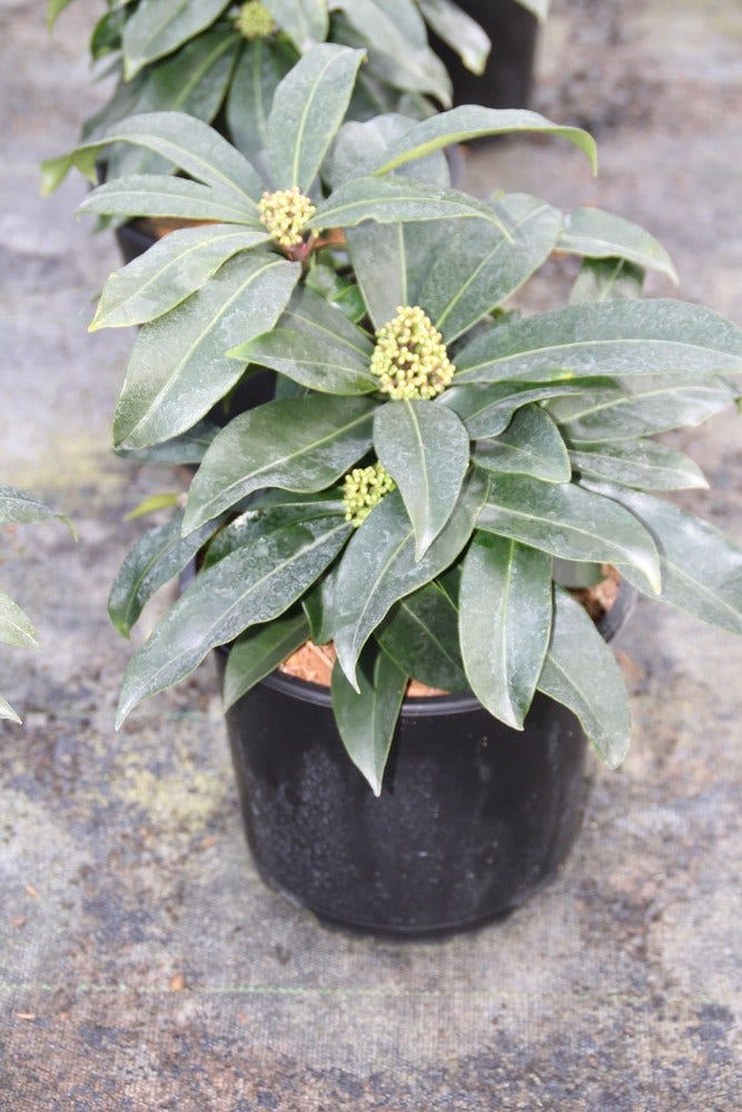 Skimmia (Skimmia reevesiana) | Directplant