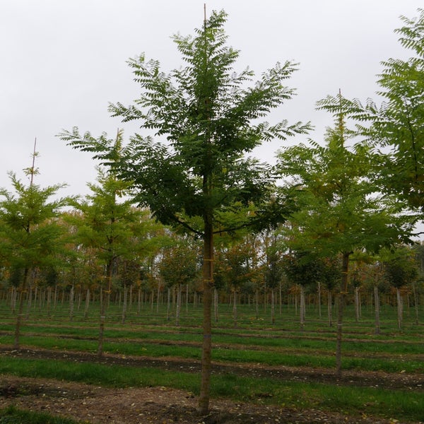 Grote Honingboom (Sophora japonica 'Regent')