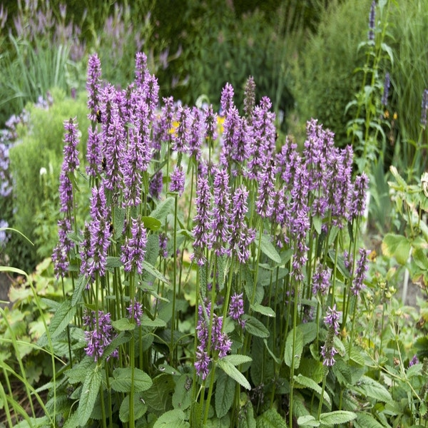 Andoorn (Stachys monieri 'Hummelo')