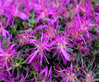 Tuinplanten, bomen, struiken en haagplanten kopen? | Directplant