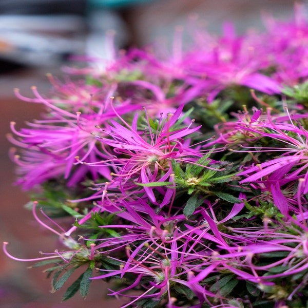 Azalea (Azalea 'Star Style Lila')