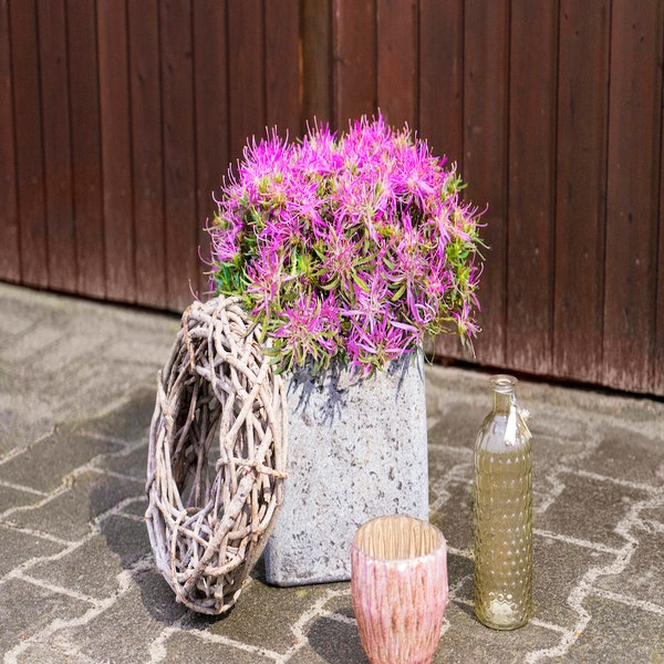 Azalea (Azalea 'Star Style Lila')