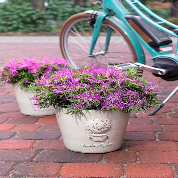 Azalea (Azalea 'Star Style Lila')