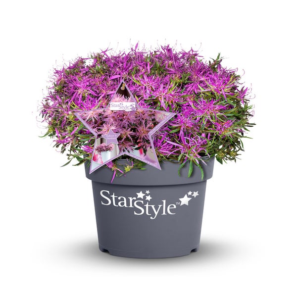 Azalea (Azalea 'Star Style Lila')