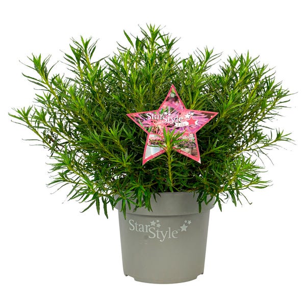 Azalea (Azalea 'Star Style Lila')