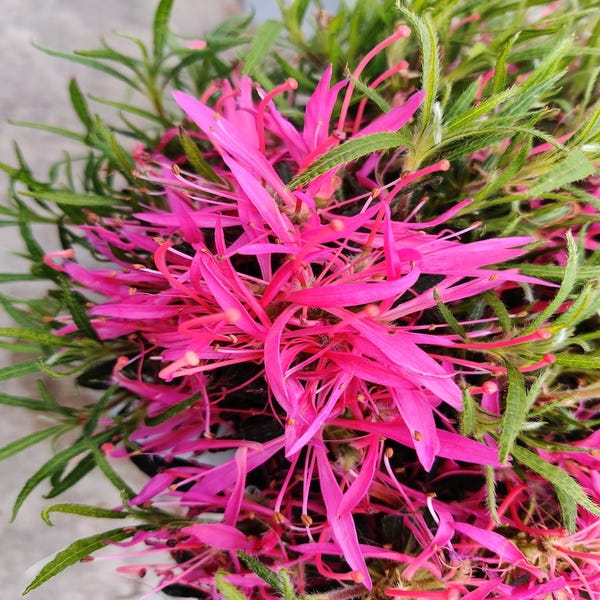 Azalea (Azalea 'Star Style Pink')