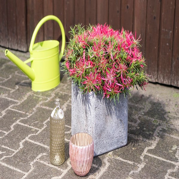 Azalea (Azalea 'Star Style Pink')