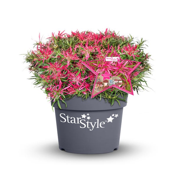 Azalea (Azalea 'Star Style Pink')