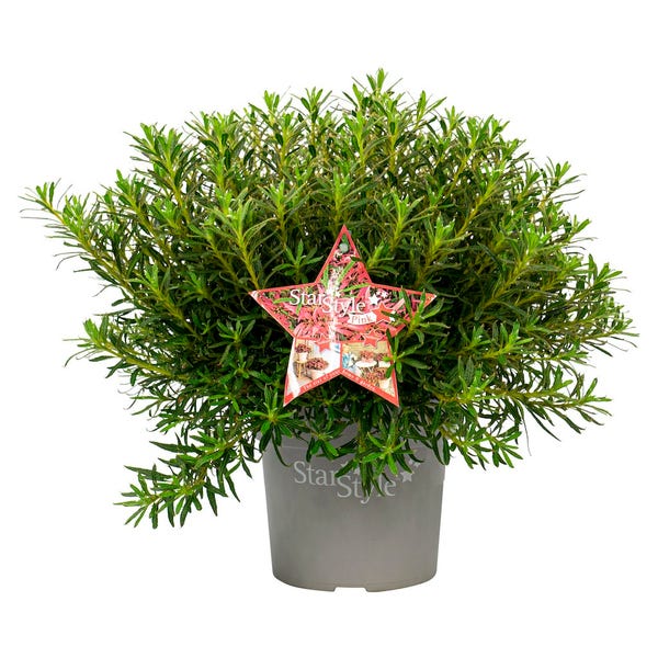 Azalea (Azalea 'Star Style Pink')