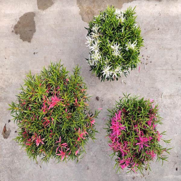 Azalea (Azalea 'Star Style Lila')