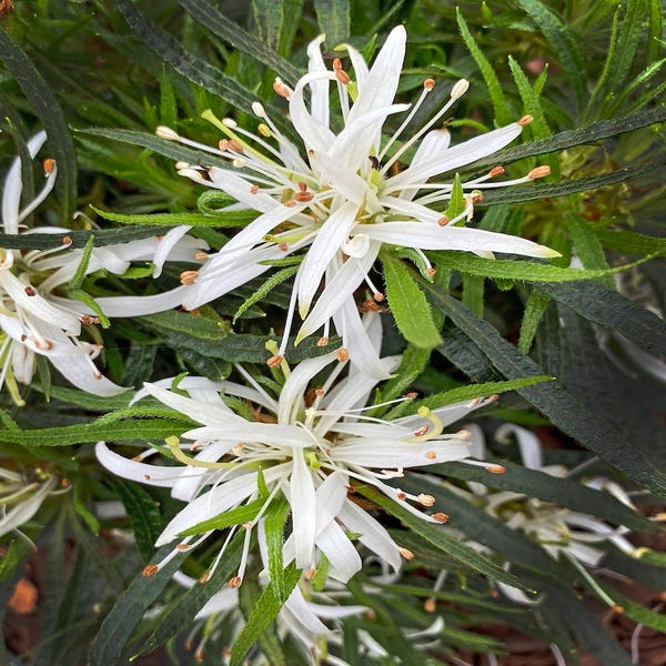 Azalea (Azalea 'Star Style White')